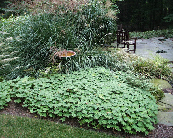 bigroot geranium care