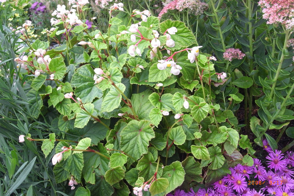 Begonia grandis alba White Hardy Begonia – Earthly Pursuits, Inc.